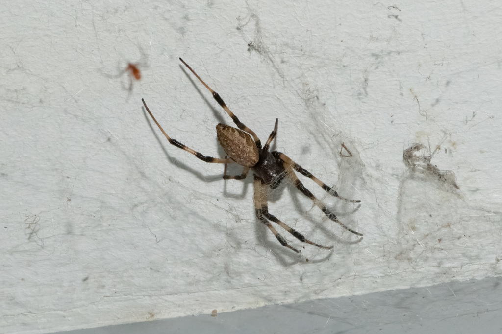Asian Hermit Spider from North Eastern Islands, Singapore on April 3 ...