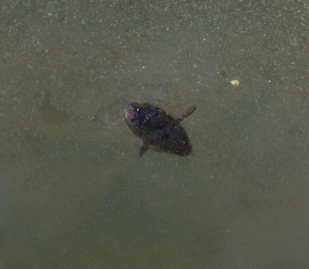 Small Flat Diving Beetles from Denton County, TX, USA on April 03, 2022 ...