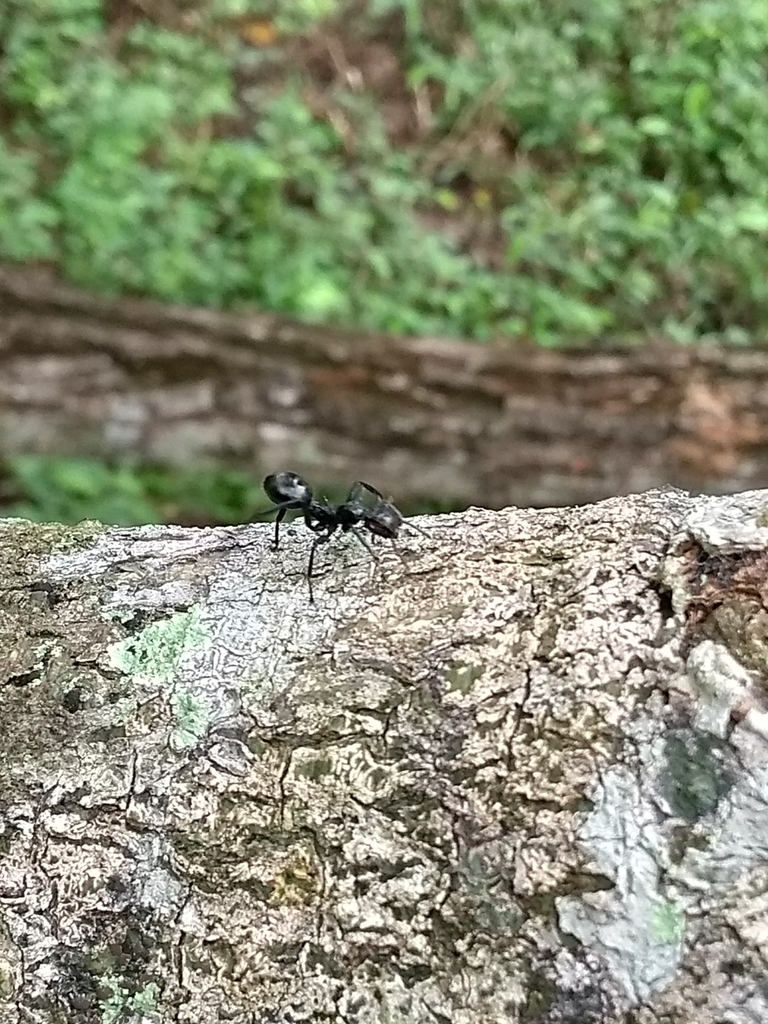 Common Giant Turtle Ant from Barrancabermeja, Santander, Colombia on ...