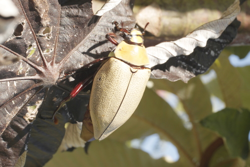 Heterosternus buprestoides · iNaturalist