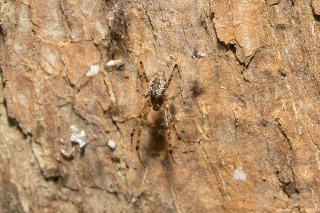 Asian Hermit Spider from North Eastern Islands, Singapore on April 3 ...
