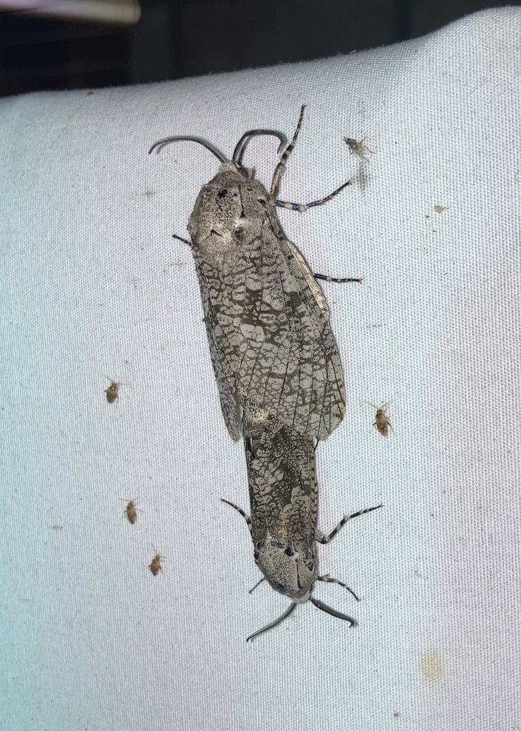 Carpenterworm Moth from Denain Dr, Corpus Christi, TX, US on April 04 ...