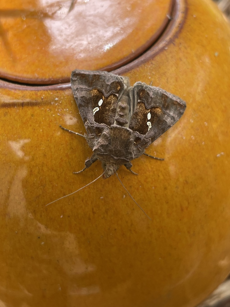 Tomato Looper in April 2022 by Myriam Nguyen · iNaturalist