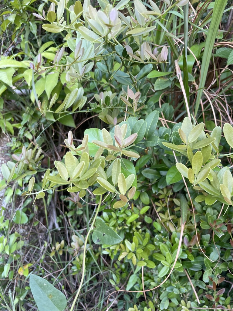 Chinese box-orange from 松山市政公園, 澳門, MO on April 3, 2022 at 03:52 PM by ...
