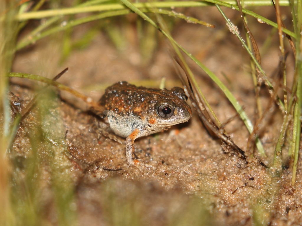 Davies's Toadlet in March 2022 by Dan Ashdown. High pitched squeaking ...