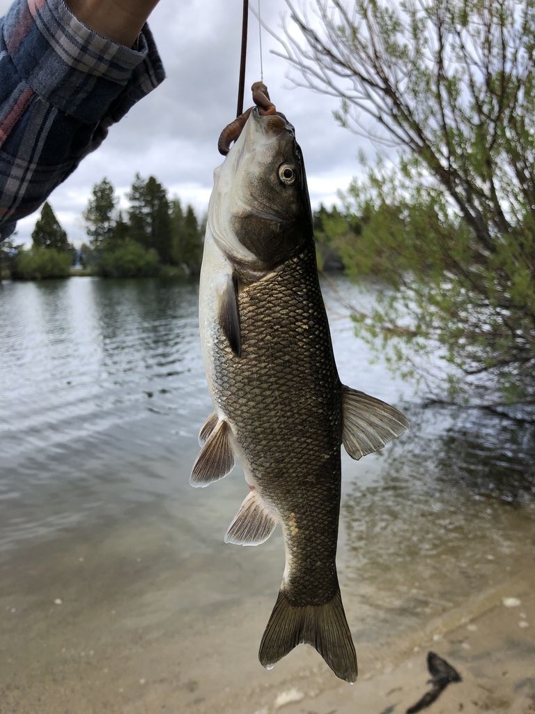Lahontan Lake Tui Chub in May 2018 by aparkison · iNaturalist