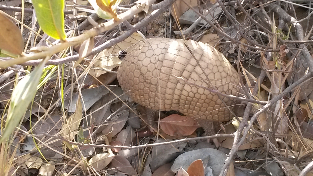 Brazilian Three-banded Armadillo in October 2015 by Felipe Ronan. Tatu ...
