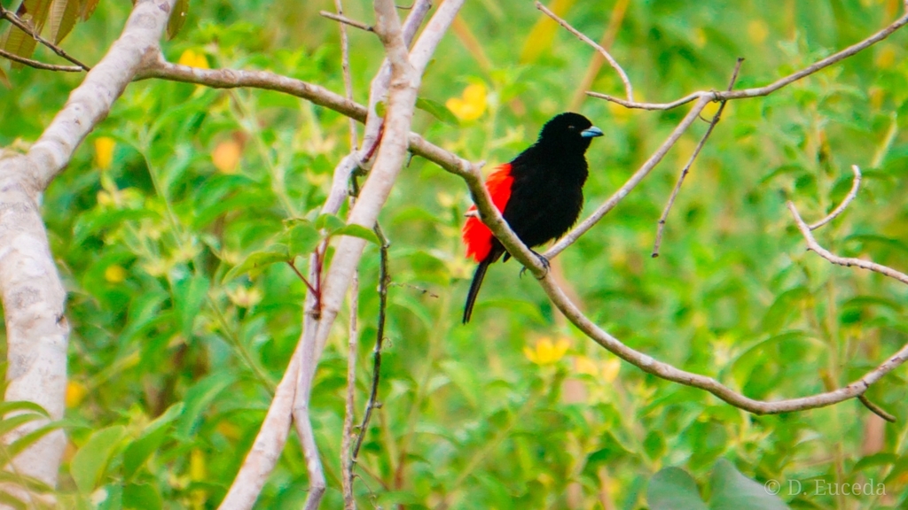 Scarlet-rumped Tanager from V3J4+4W, LA GUAMA, Honduras on September 02 ...
