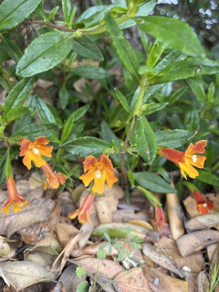 hybrid island monkeyflower from Channel Islands National Park, Channel ...
