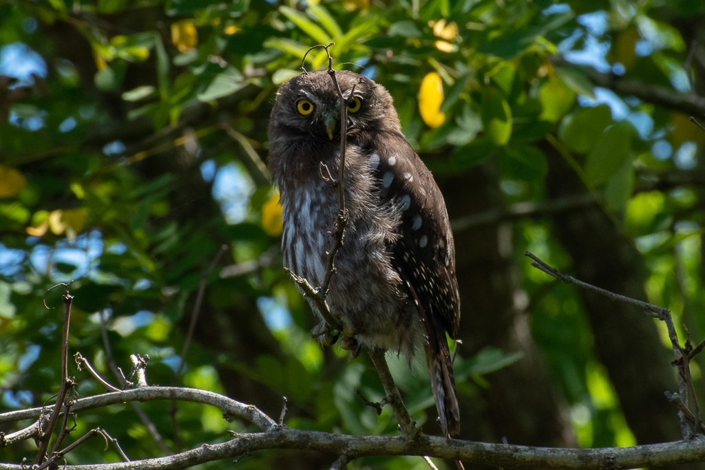 Austral Pygmy-Owl from Hualqui on January 31, 2022 by Mauricio Becker ...