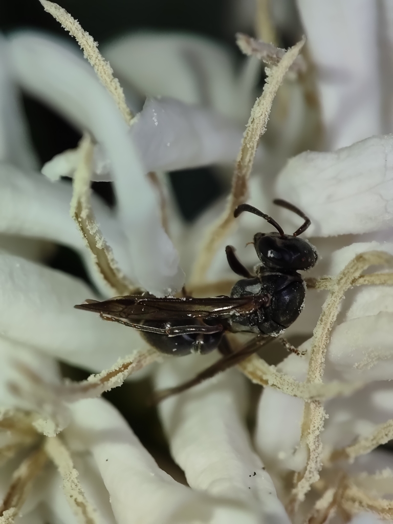 Paper Wasps from Karnataka 573134, India on March 30, 2022 at 05:03 PM ...