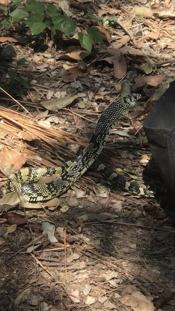 Chicken Snake in April 2022 by Julian Hernandez Lara · iNaturalist