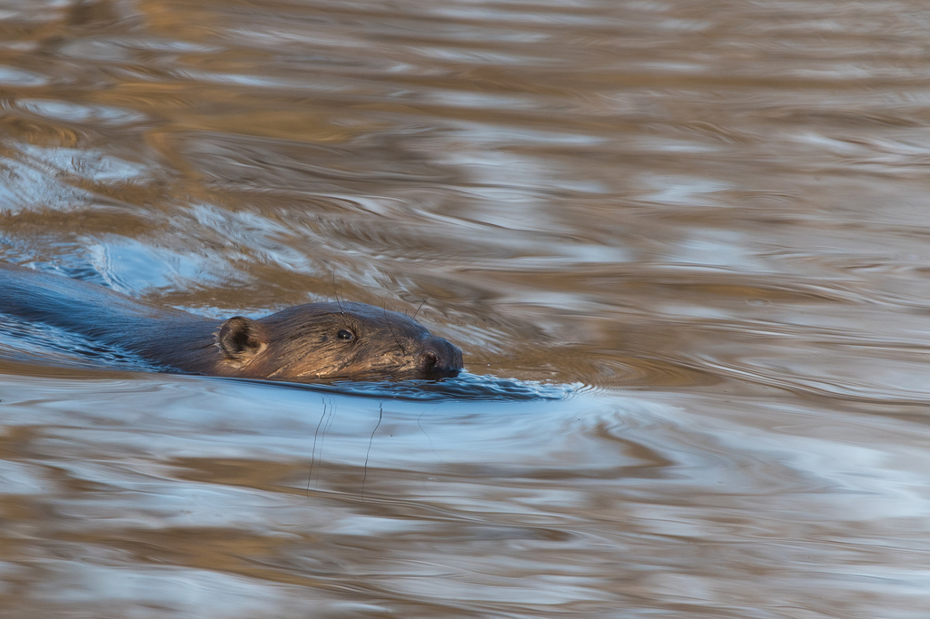 Eurasian Beaver from Колыванский р-н, Новосибирская обл., Россия on ...