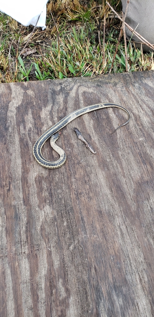 Common Garter Snake from Fayetteville, AR, USA on April 04, 2022 at 12: ...