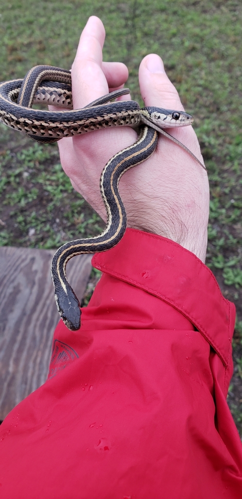 Eastern Garter Snake from Fayetteville, AR, USA on April 04, 2022 at 12 ...