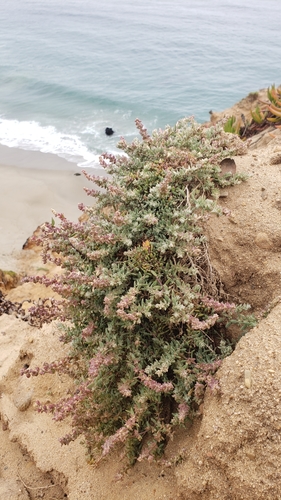 California orache (Extriplex californica)