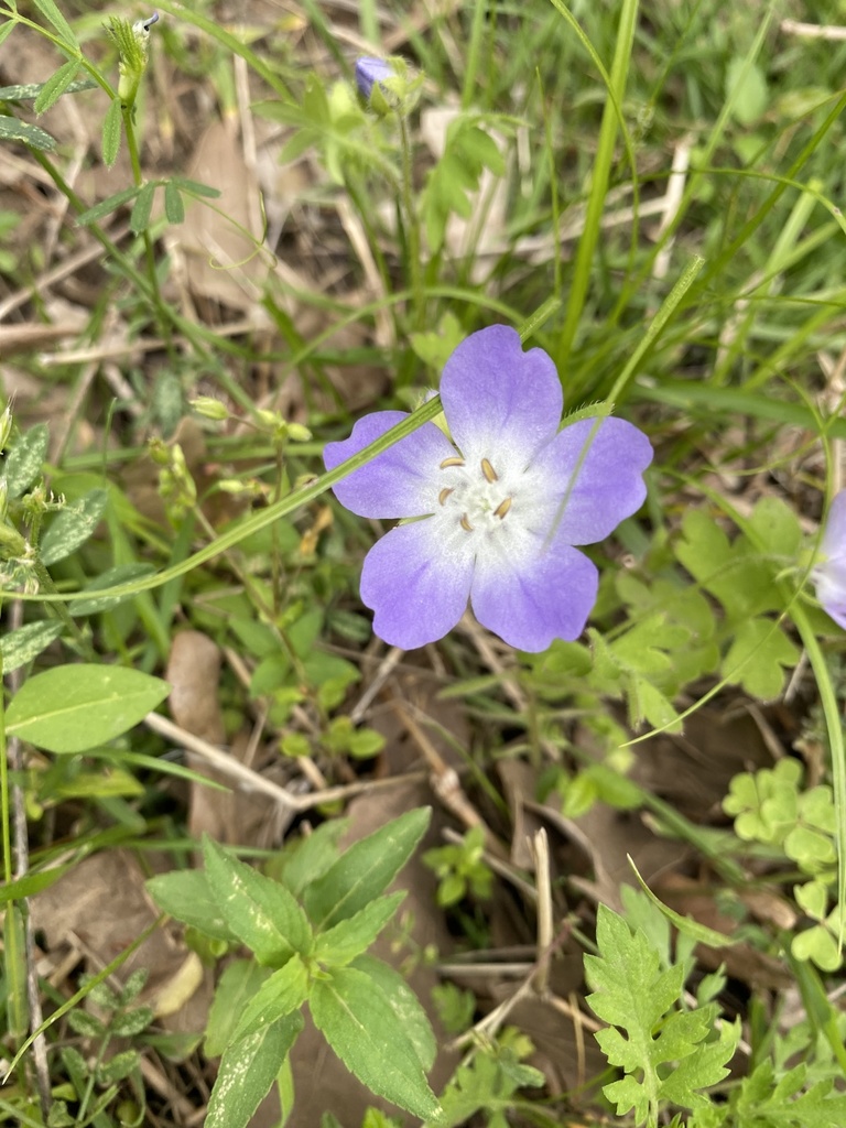 Texas baby blue eyes from SH-6 S, College Station, TX, US on April 04 ...
