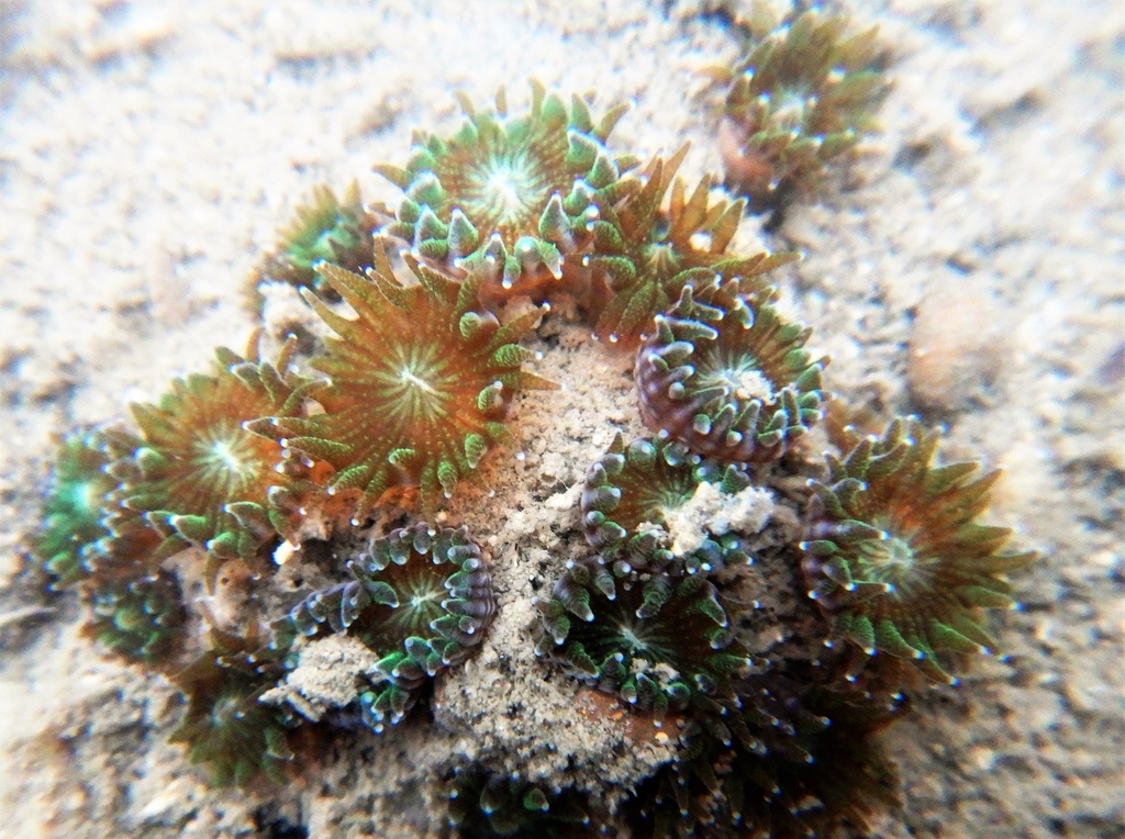 Polycyathus verrilli from Marine Dr, Chowpatty, Marine Lines, Mumbai ...