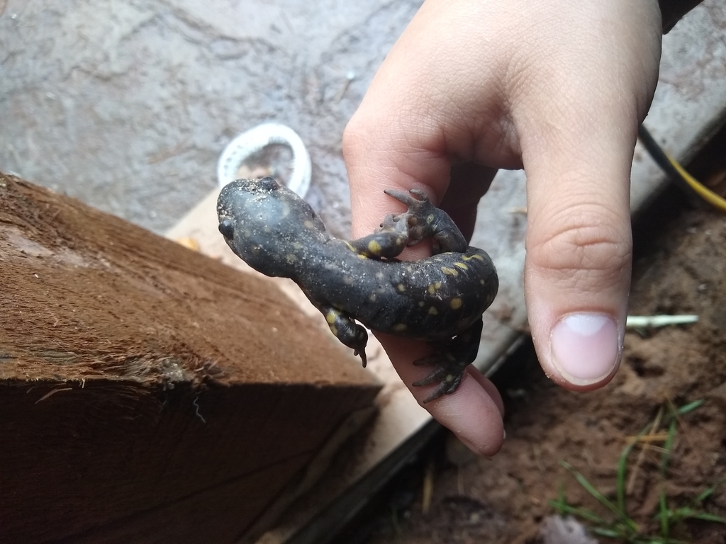 Eastern Tiger Salamander in April 2022 by Anne Kiss. Found on lakeshore ...
