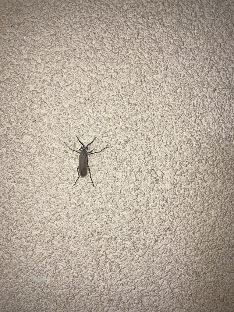 Epicauta polingi from Diablo East Marina Rd, Del Rio, TX, US on April 4 ...