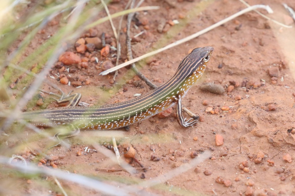 Red-sided Ctenotus from Gunpowder QLD 4825, Australia on January 10 ...