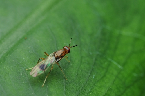 Psila maculipennis · iNaturalist