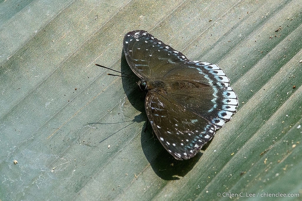 Popinjay from Xishuangbanna Dai, Yunnan, China on March 19, 2017 at 12: ...