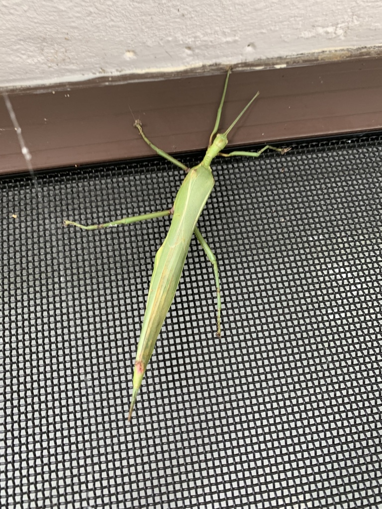 Red-winged Stick Insect from Findlay Ave, Roseville, NSW, AU on March ...
