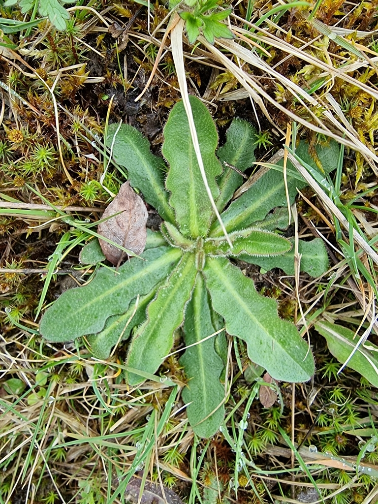 Common Cat's-ear from Heywood OL10 2SX, UK on April 5, 2022 at 12:55 PM ...