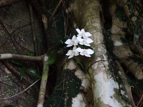 Phalaenopsis formosana · iNaturalist