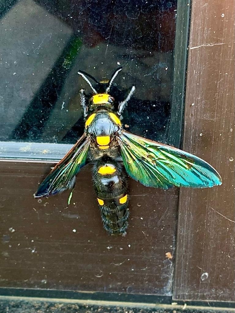 Megascolia procer from Borneo, Ranau, Sabah, MY on April 06, 2022 at 08 ...