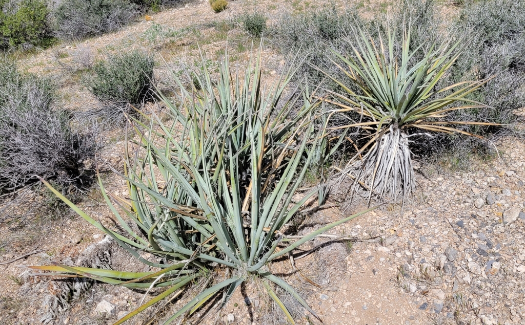 Banana Yucca from Mountain Springs, NV 89161, USA on March 31, 2022 at ...