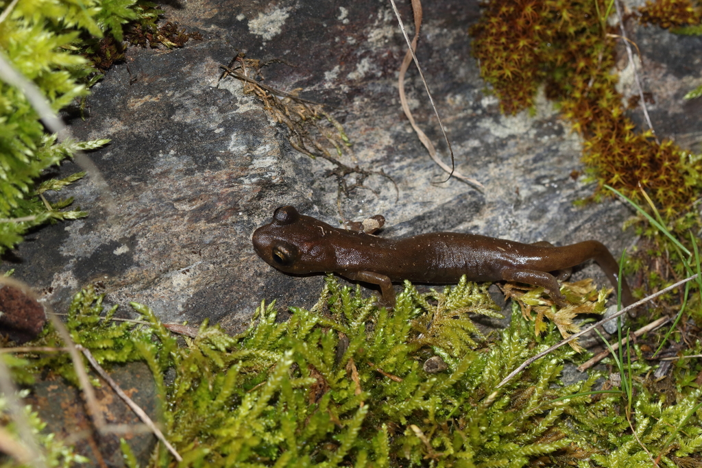 Limestone Salamander in February 2022 by louislo · iNaturalist