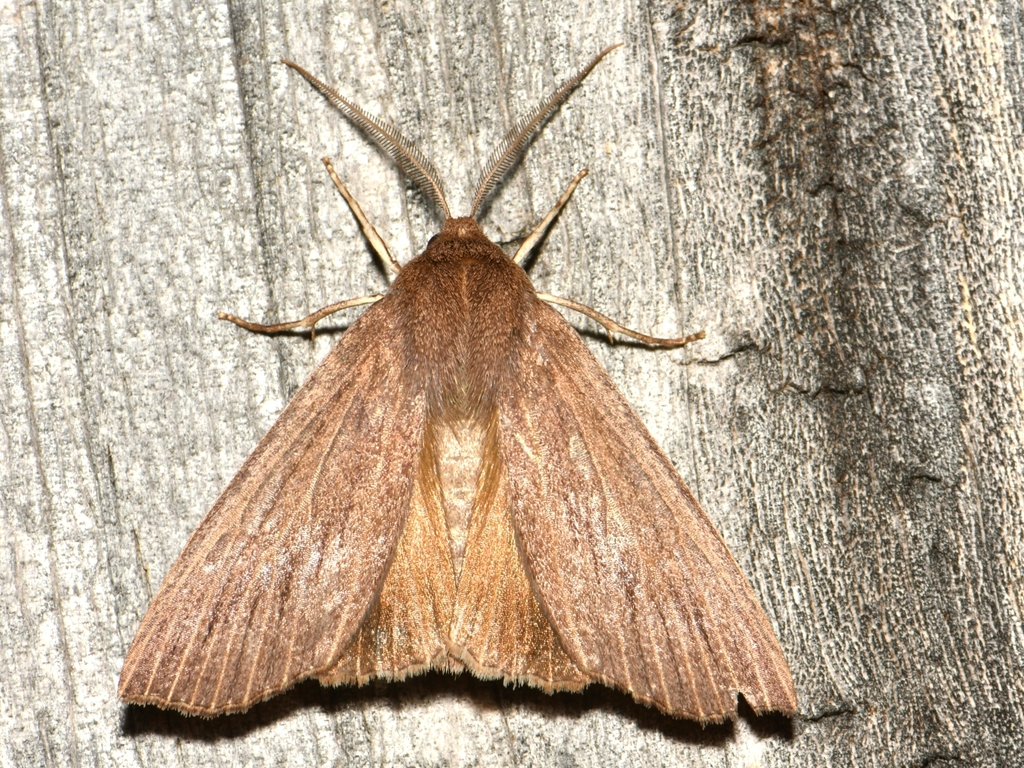 Palleopa innotata in April 2022 by James Peake · iNaturalist