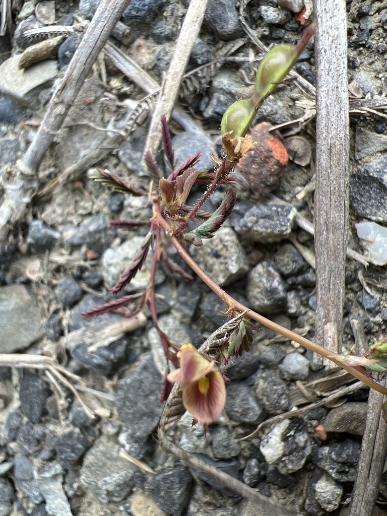 shyleaf from 中正路115巷, TW on April 6, 2022 at 09:10 AM by yalan ...