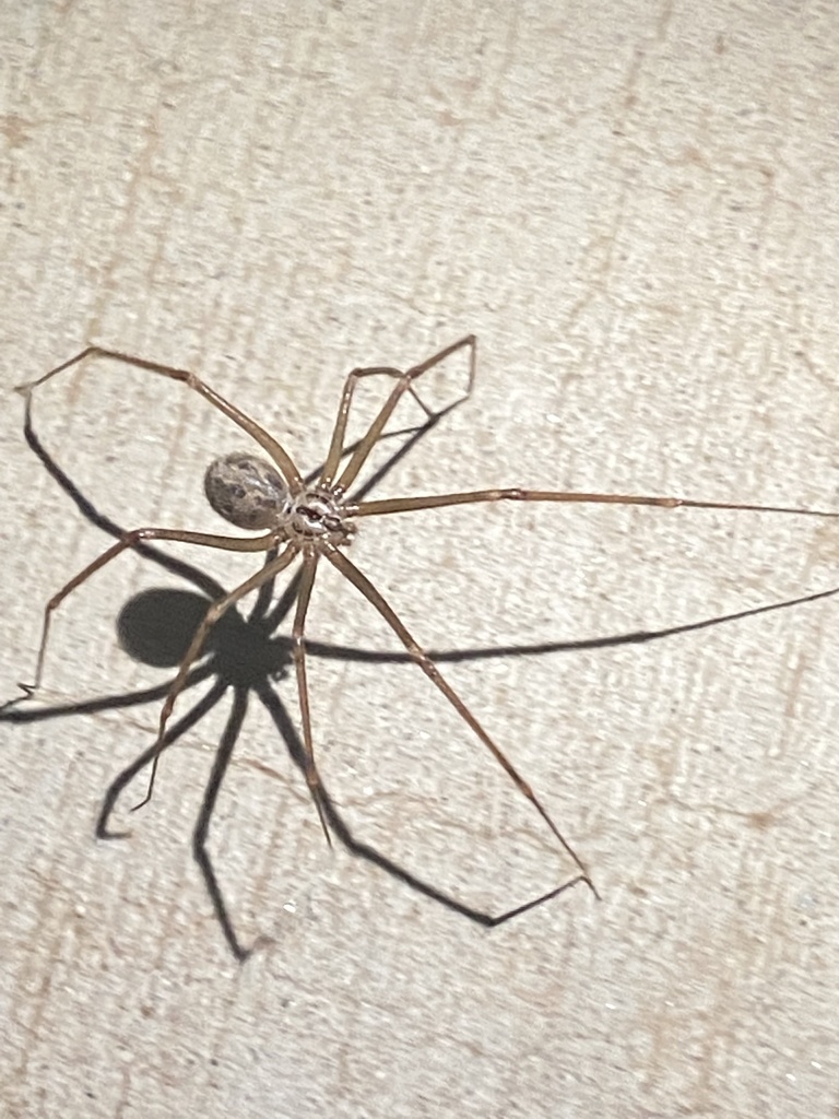 Giant Daddy-long-legs Spider from Combs High School, San Tan Valley, AZ ...
