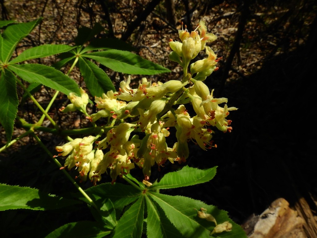 Texas Buckeye from Fort Worth, TX, USA on April 05, 2022 at 09:13 AM by ...