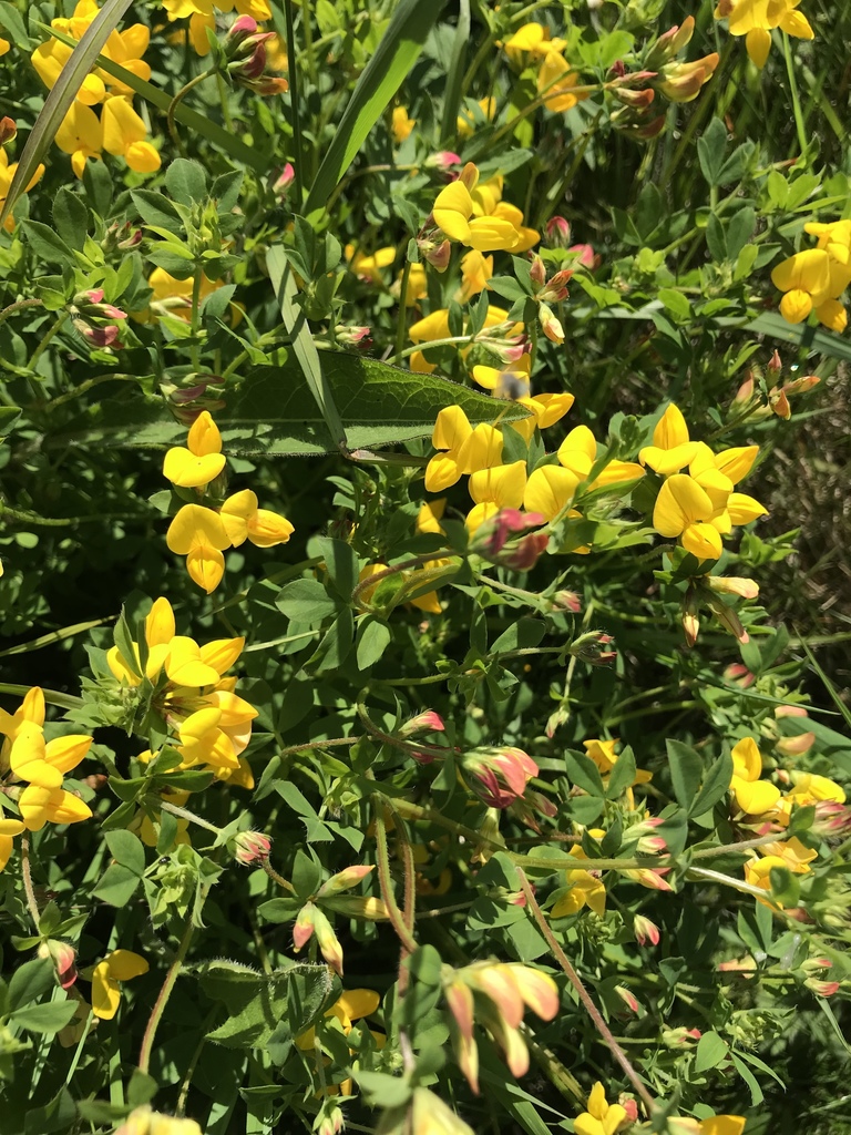 bird's-foot trefoil from Driffield, Driffield, England, GB on May 27 ...