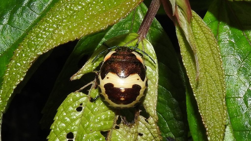 Clown Stink Bug from 二叭子植物園 on April 06, 2022 at 11:35 AM by aero bird ...