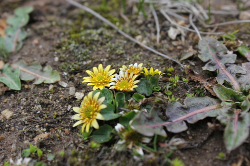 Oxygraphis polypetala · iNaturalist Panamá