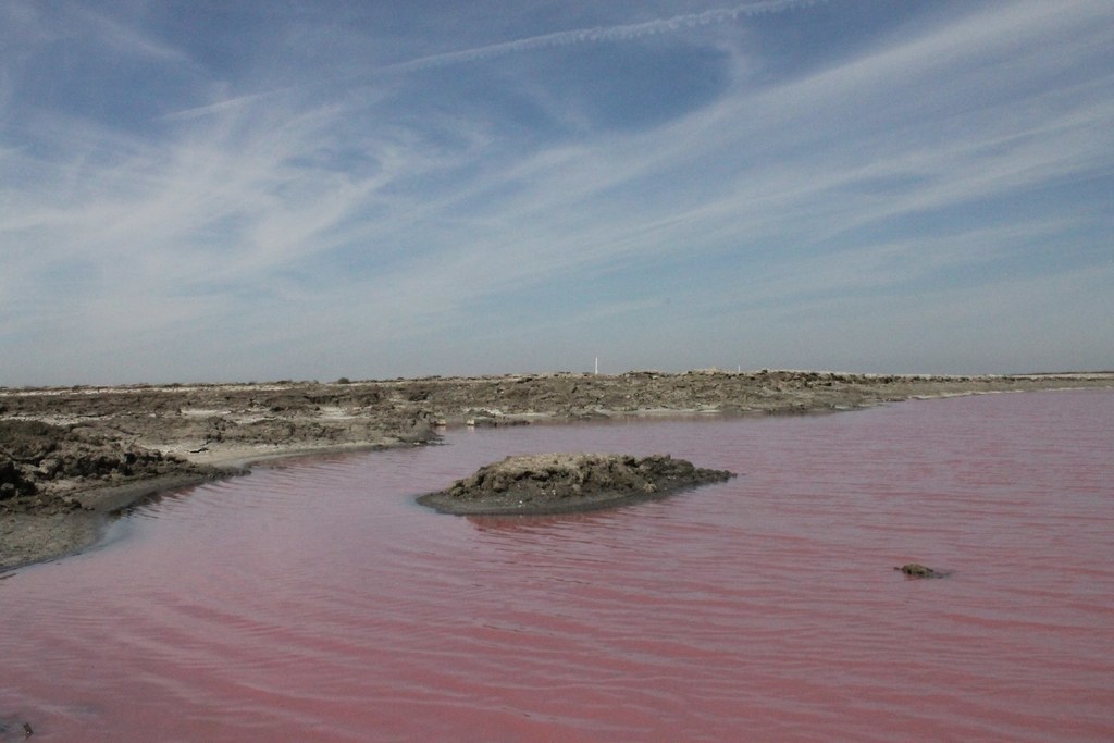 (Dunaliella salina) - Botanical Realm