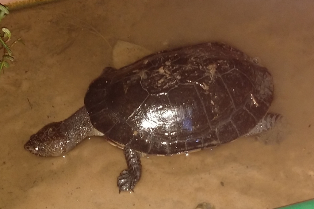 Gibba Toad-headed Turtle from Feijó, AC, 69960-000, Brasil on November ...