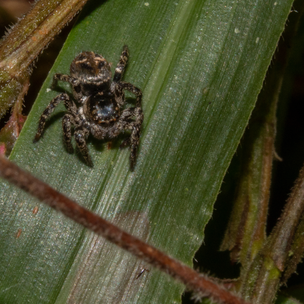 Jumping Spiders from LA CLARA, Caldas, Antioquia, Colombia on April 02 ...