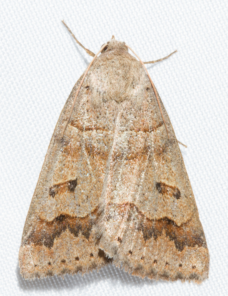 Common Oak Moth in March 2022 by Eric Williams. A Common Oak Moth in ...