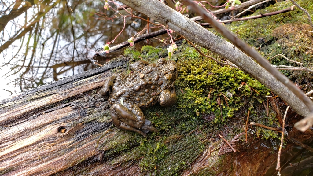 Western Toad from Squamish, BC, Canada on April 06, 2022 at 03:06 PM by ...
