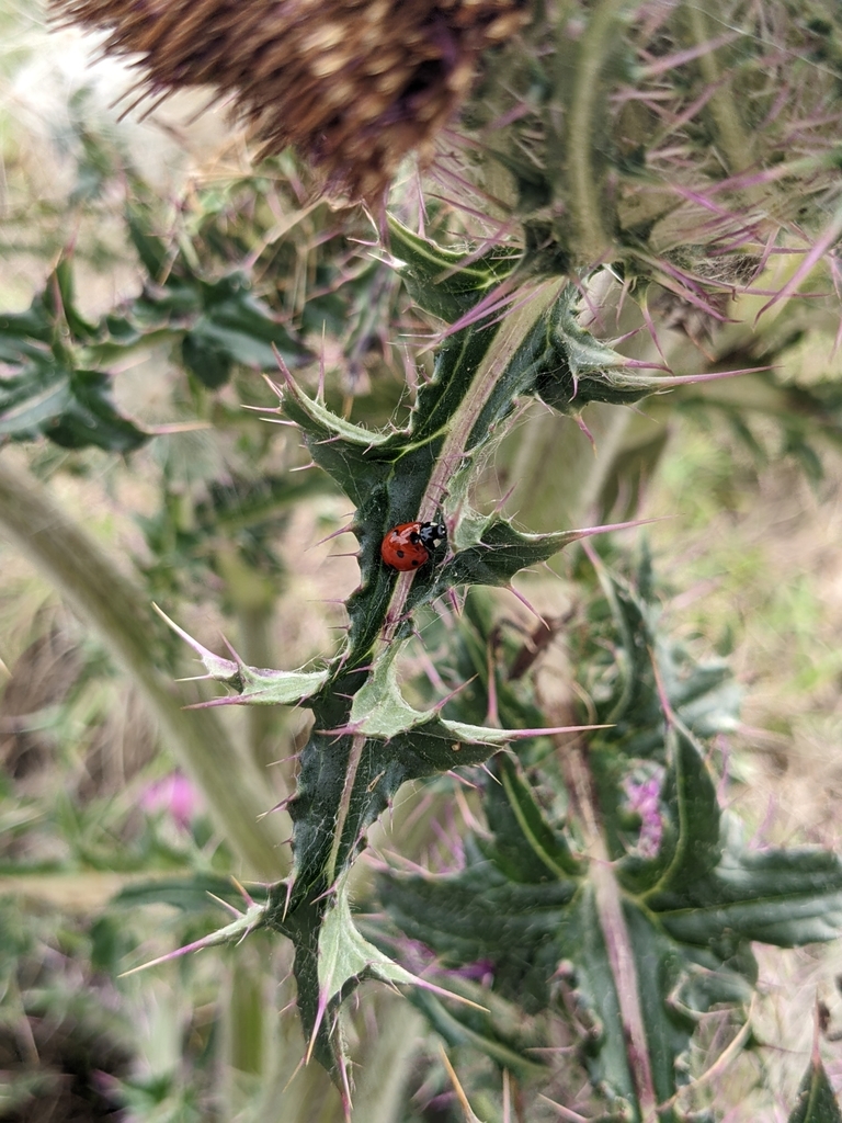 Seven-spotted Lady Beetle from Savannah, GA 31407, USA on April 6, 2022 ...