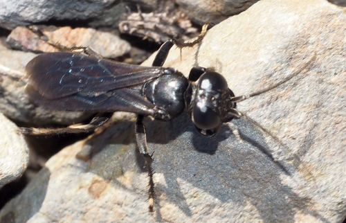 Liris atratus · NaturaLista Colombia