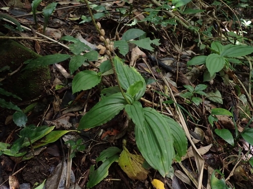Crepidium bancanoides · iNaturalist
