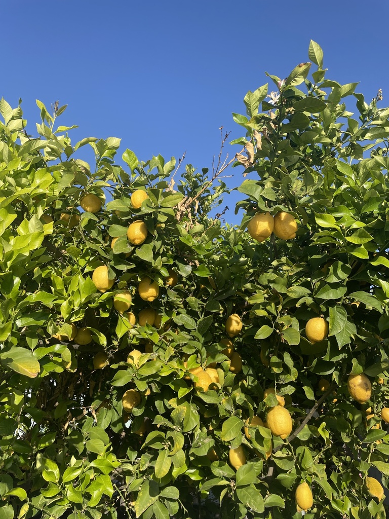 Lemon from Appletree Ln, Bakersfield, CA, US on April 06, 2022 at 05:21 ...