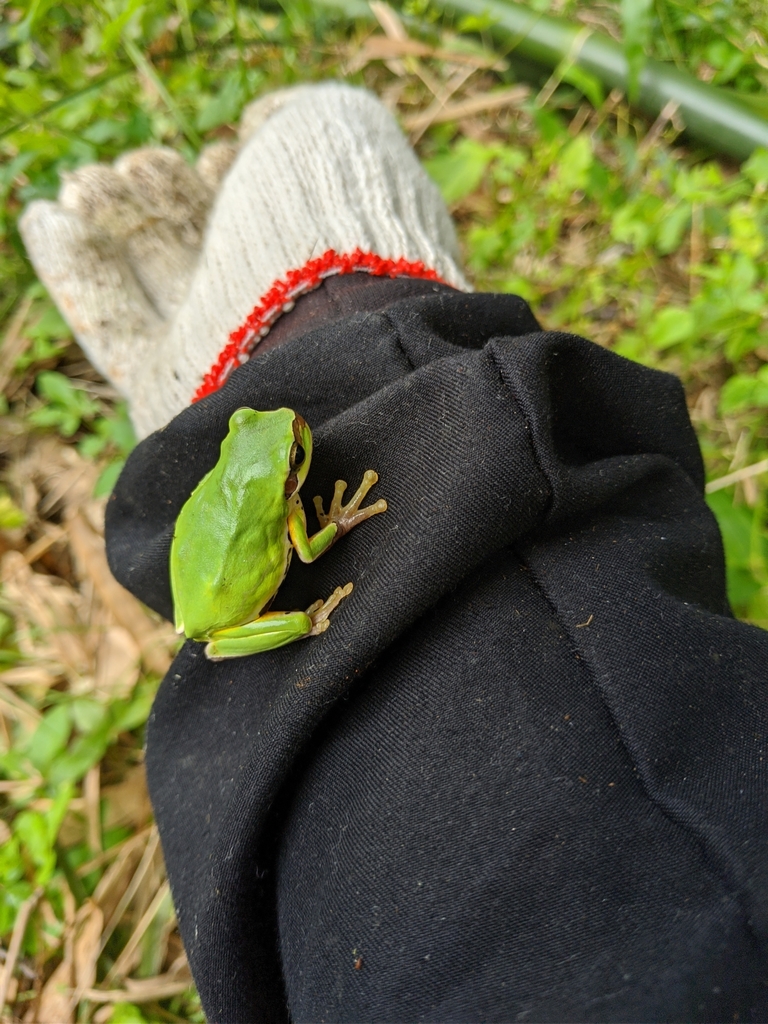 Common Chinese Tree Frog from 306台灣新竹縣關西鎮南和里 on March 31, 2022 at 08:46 ...